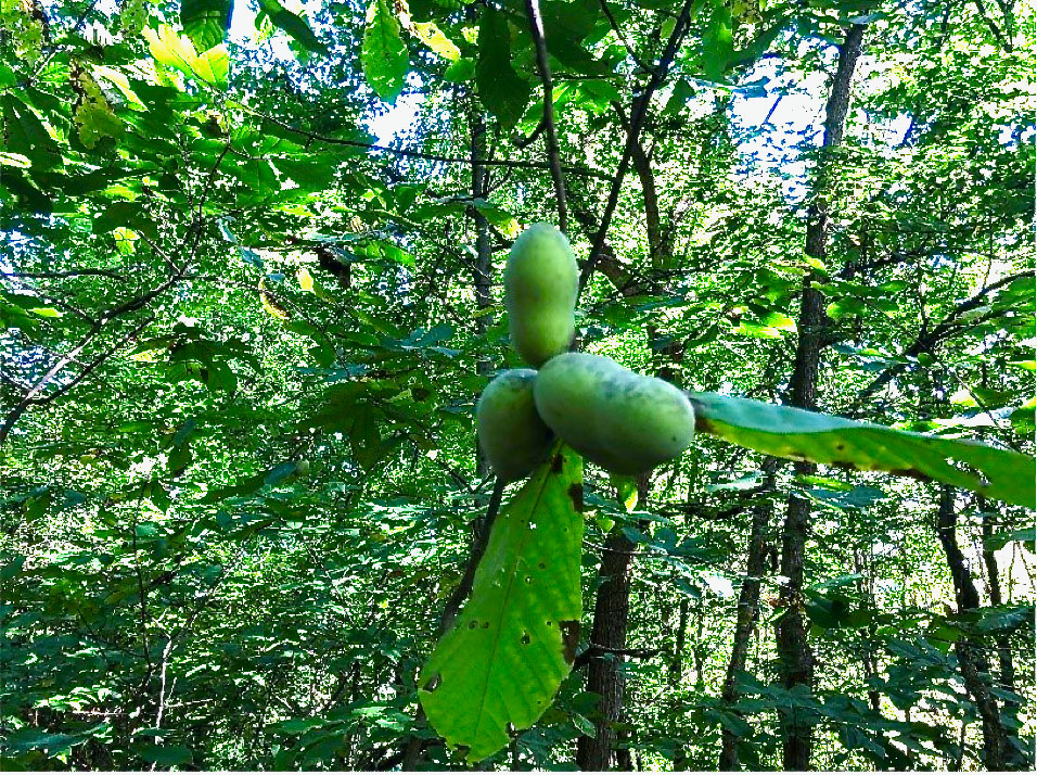 Another pawpaw season in the books | News, Sports, Jobs - Marietta Times